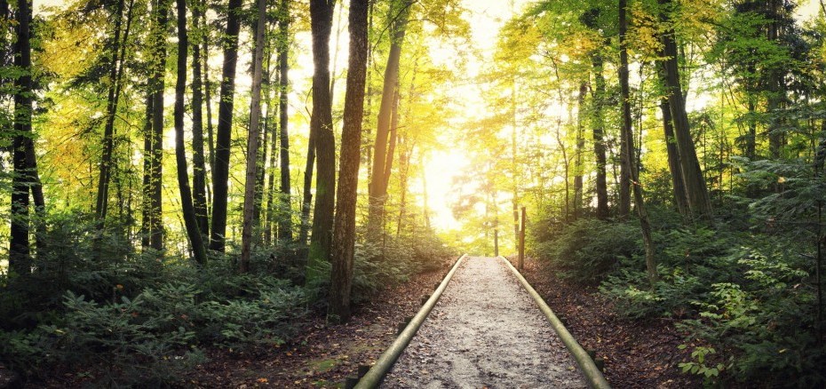 The Covenant Path Unveiled in the Book of Mormon: The Witness of Nephi ...